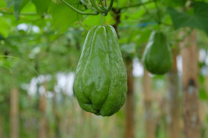 Fresh chayote on the tree stock photo. Image of healthy - 312215848