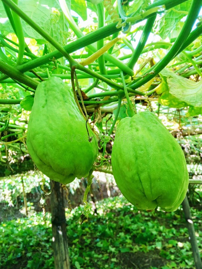 This is a Fresh Chayote Vegetable Ready To Be Harvested Stock Image ...