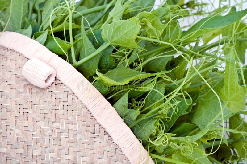 Fresh Chayote Vines in Basket Stock Photo - Image of crop, vegetable ...