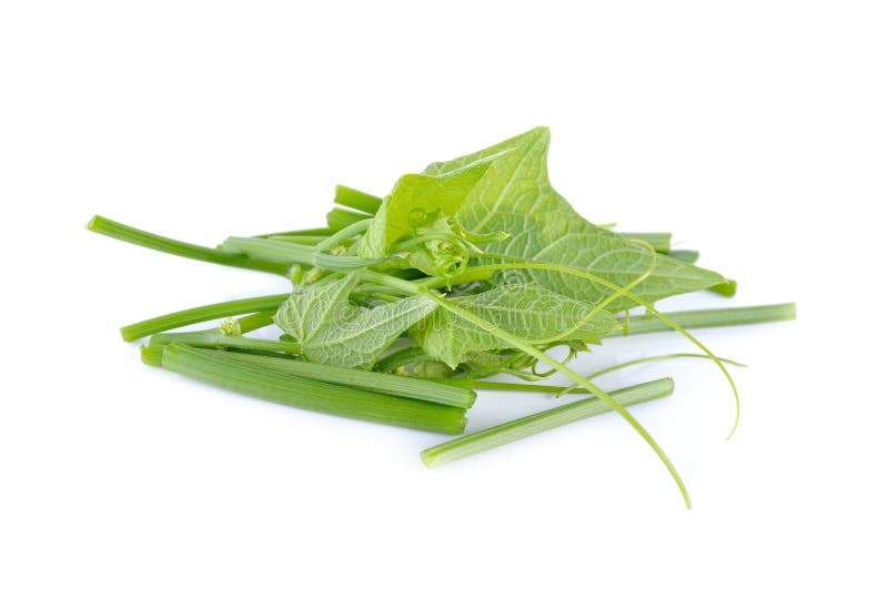 Chayote Leaves and Stem on White Stock Photo - Image of white ...