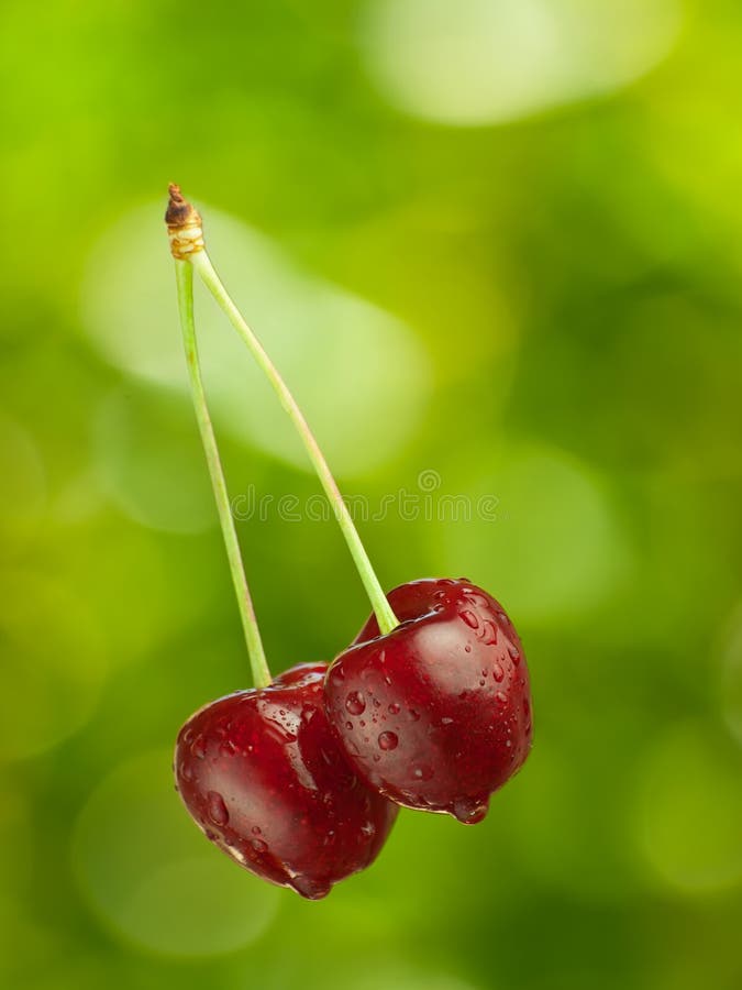 Fresh cherries stock photo. Image of fruit, closeup, falling - 20182456