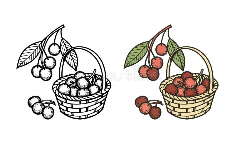Fresh Cherries in a Basket, Cherry Tree Branch Stock Vector ...