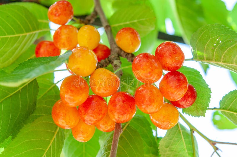 Fresh Cherries in the Branch with Light Green Leaf Stock Photo - Image ...