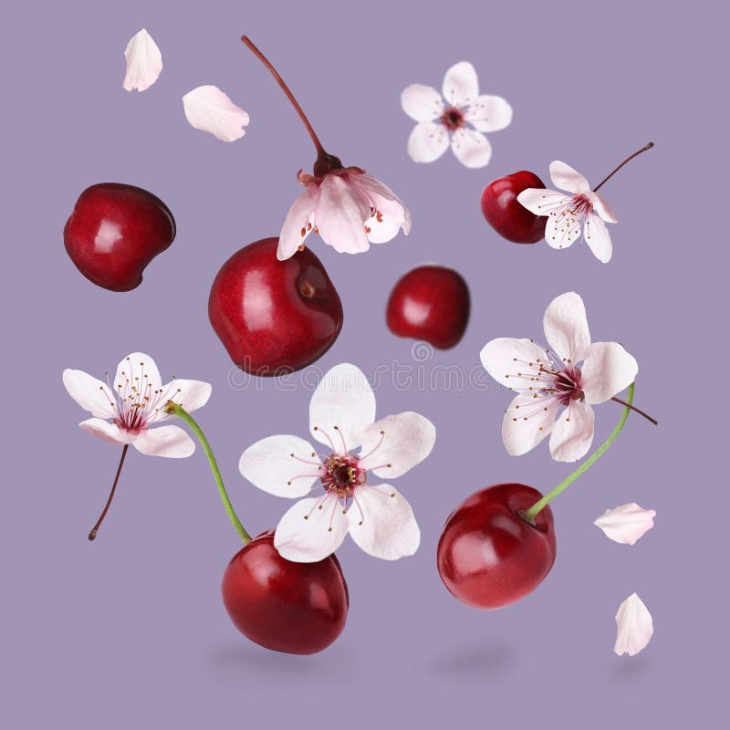 373 Dusty Violet Color Stock Photos - Free & Royalty-Free Stock Photos ...