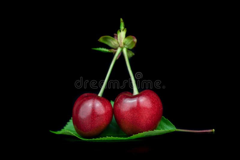 Cherry on Black Background stock image. Image of stem - 140258961
