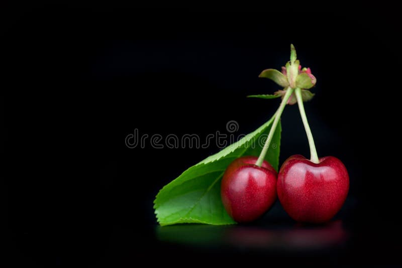 Cherry on Black Background stock image. Image of delicious - 140258959