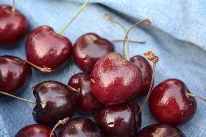 Fresh cherries stock photo. Image of eating, green, beautiful - 37219134