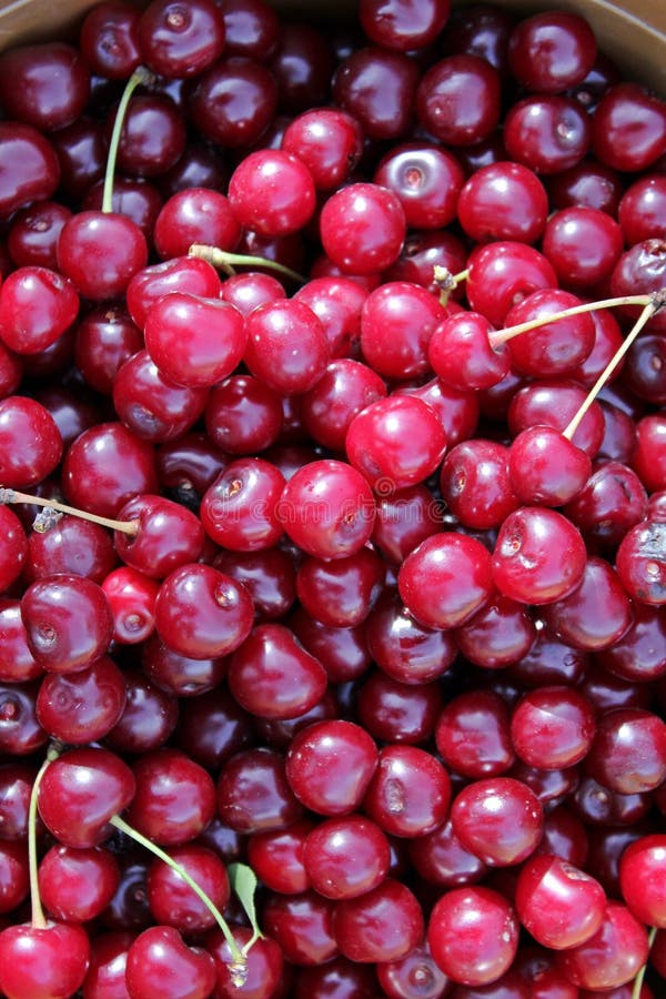 Fresh cherries stock image. Image of delicious, food - 50798531