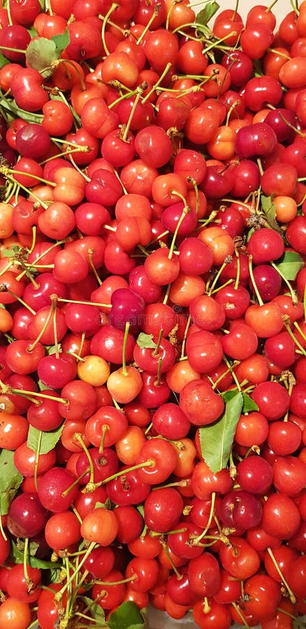 Fresh cherries stock photo. Image of healthy, food, picked - 118849366