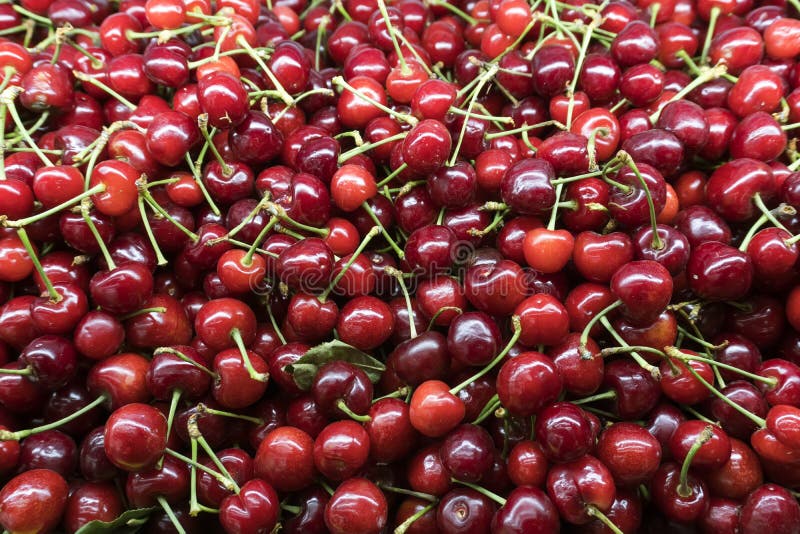 Fresh cherry stock image. Image of cherry, dessert, berry - 101594871