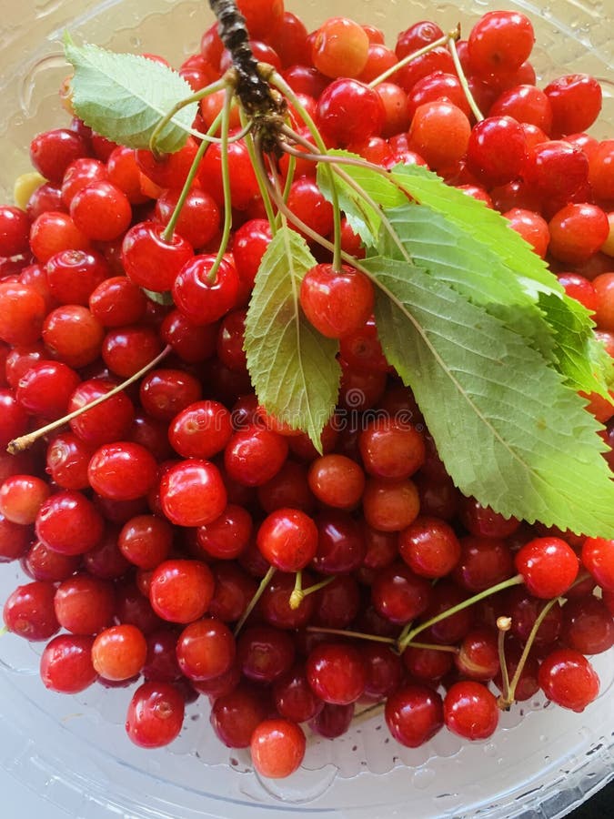 Fresh Cherry fruit awesome stock photo. Image of strawberry - 240142194