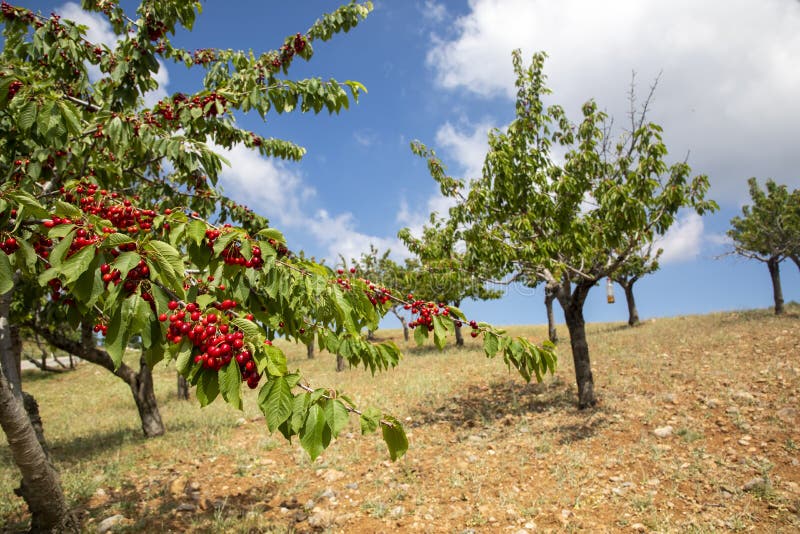 Fresh Cherry Fruit in Cherry Tree, Spil Mountain - Turkey Stock Photo ...