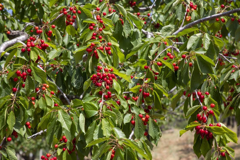 Fresh Cherry Fruit in Cherry Tree, Spil Mountain - Turkey Stock Photo ...