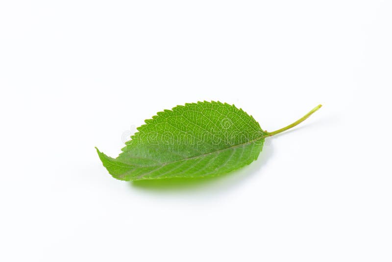Fresh cherry leaf stock photo. Image of studio, green - 49334752