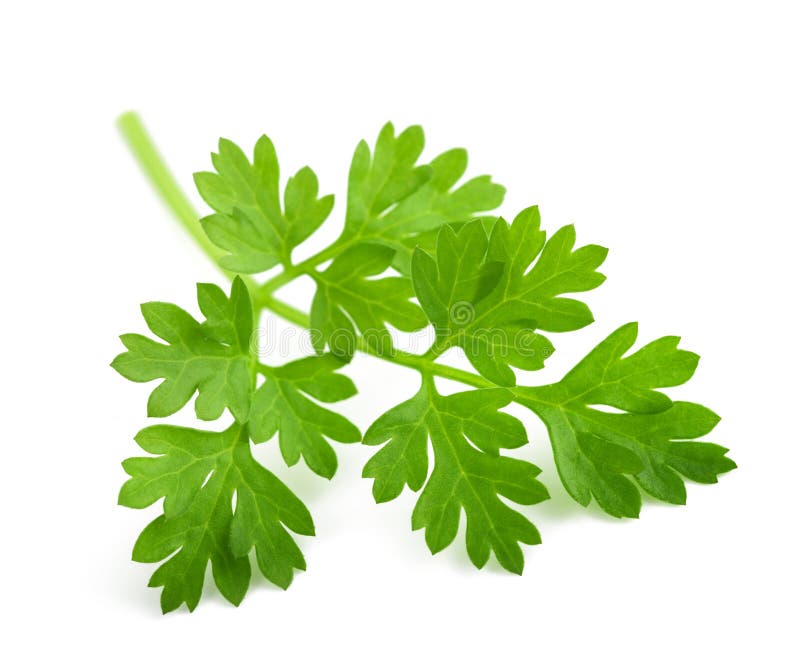 Chervil stock image. Image of chervil, greens, garden - 20408391