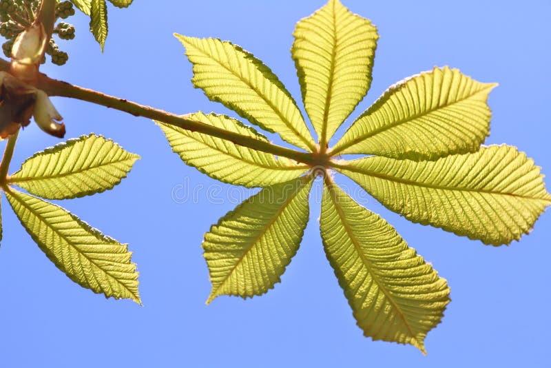 Fresh chestnut leaves stock image. Image of leaf, seasonal - 27020115