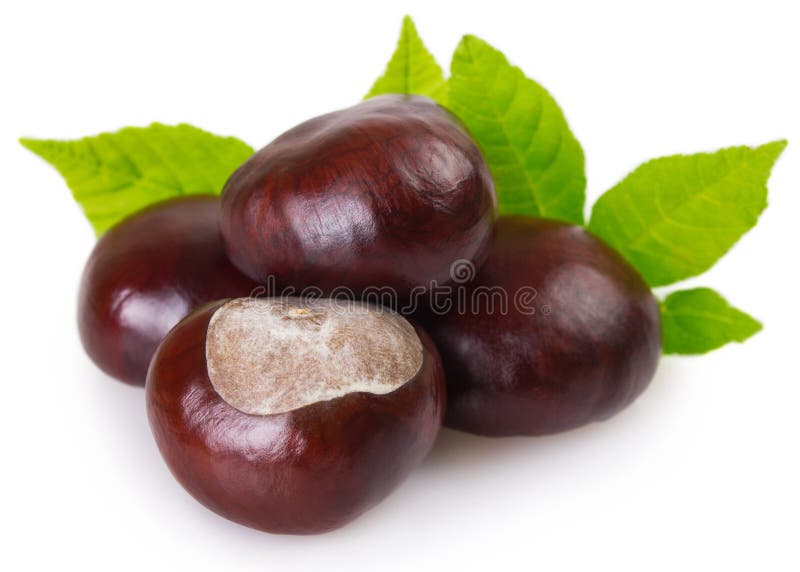 Fresh Chestnut on White Background Stock Photo - Image of seed ...
