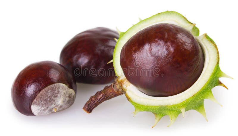Fresh Chestnut on White Background Stock Photo - Image of background ...