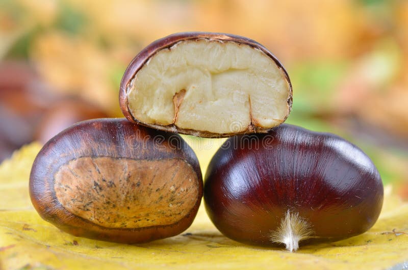 Fresh chestnuts stock photo. Image of harvest, delicacy - 21479436