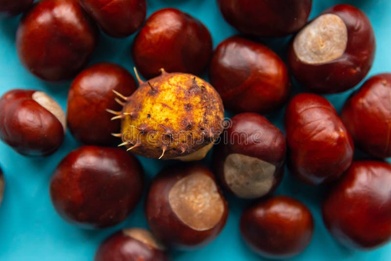 Fresh Chestnuts on Blue Background. Top View Stock Image - Image of ...