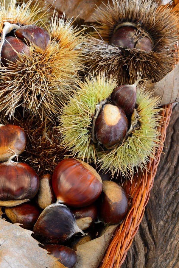 Fresh chestnuts stock photo. Image of wooden, vegetable - 34628758