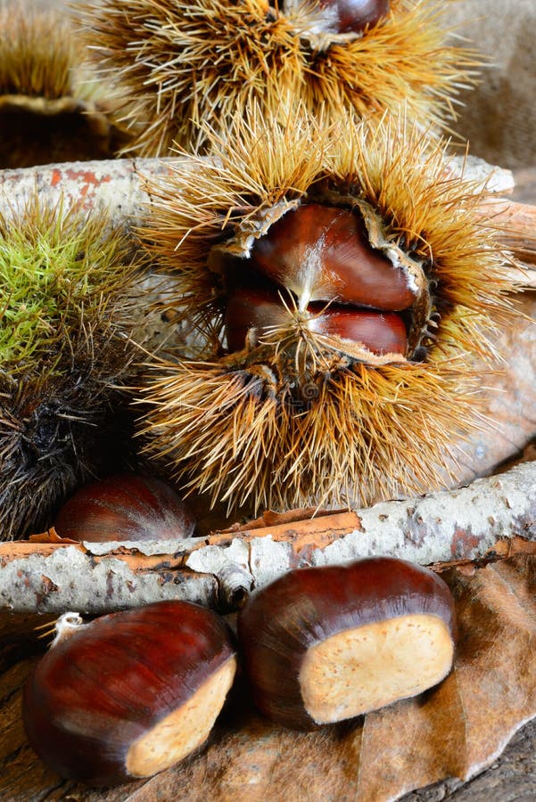 Fresh chestnuts stock image. Image of natural, leaves - 34629127