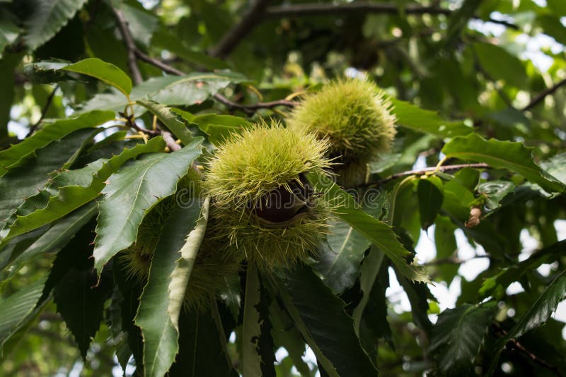 Fresh Chestnuts with Open Husk Stock Photo - Image of forest, food ...