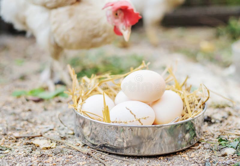 Fresh Chicken Eggs in the Hay on a Farm. Selective Focus Stock Image ...