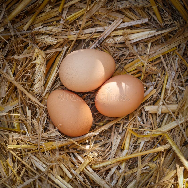 Fresh chicken eggs in hay stock photo. Image of freshly - 186927534