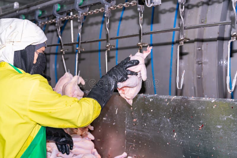 Fresh Chicken Line Hang Poultry Industry Stock Image - Image of ...
