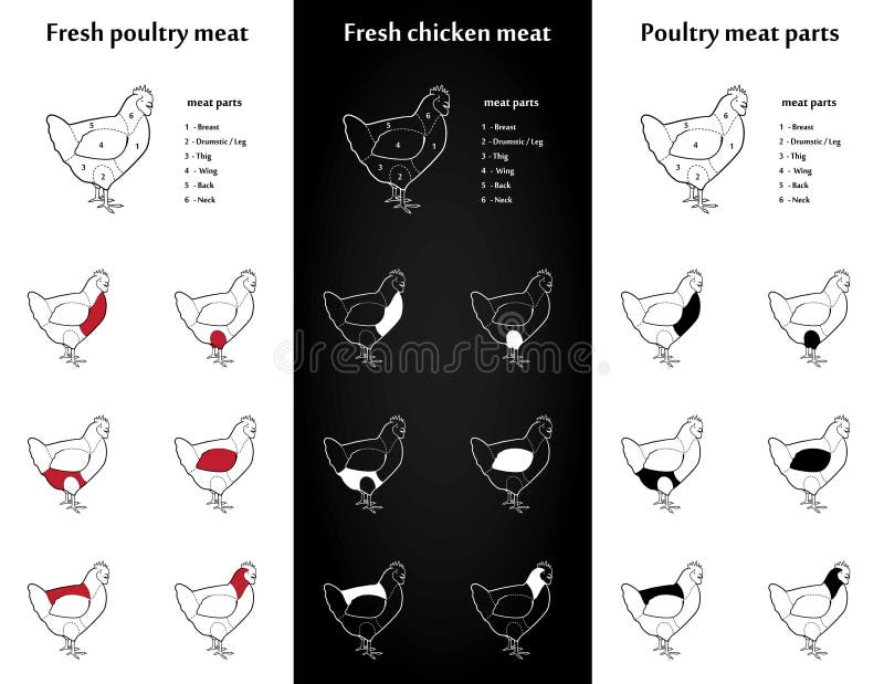 Fresh Chicken Meat Cuts Colour Diagram Set Stock Vector - Illustration ...
