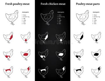 Fresh Chicken Meat Cuts Colour Diagram Set Stock Vector - Illustration ...