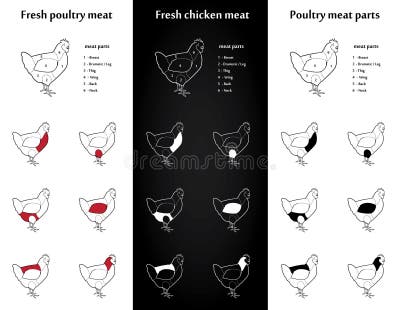 Fresh Chicken Meat Cuts Colour Diagram Set Stock Vector - Illustration ...