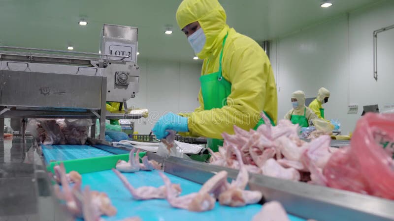 Chicken on Conveyor Chain in Technological Process Line . Stock Video ...