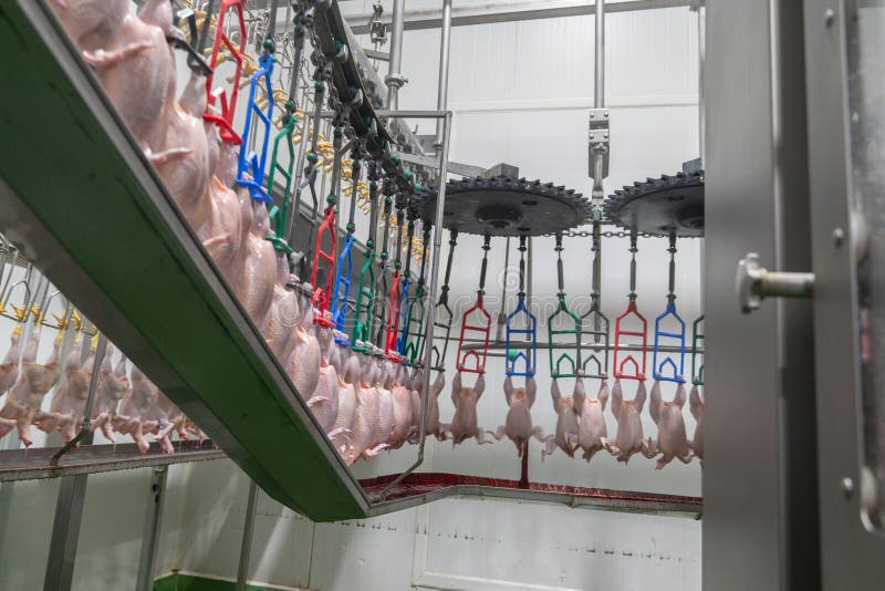 Fresh Chicken after Pull Head Move on Conveyor Chain Stock Photo ...