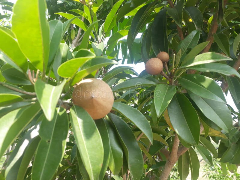 Fresh chickoo on a tree stock photo. Image of brown - 229586138