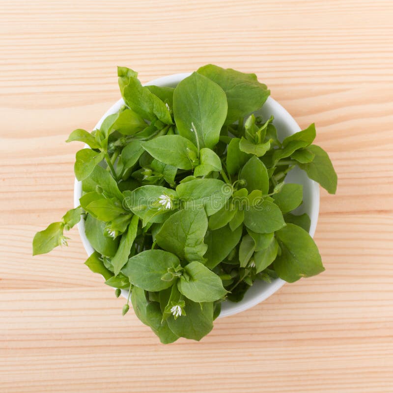Fresh chickweed stock photo. Image of chickweed, leaves - 94270428