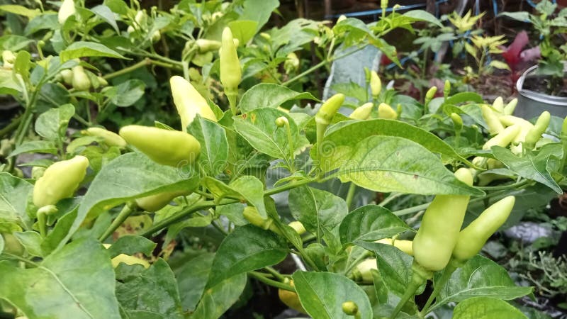 Fresh Chili and Leaves in the Morning Stock Image - Image of morning ...