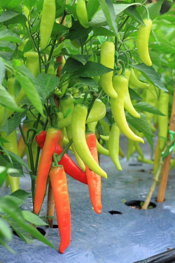 Fresh chili pepper stock photo. Image of organic, ingredient - 49060624
