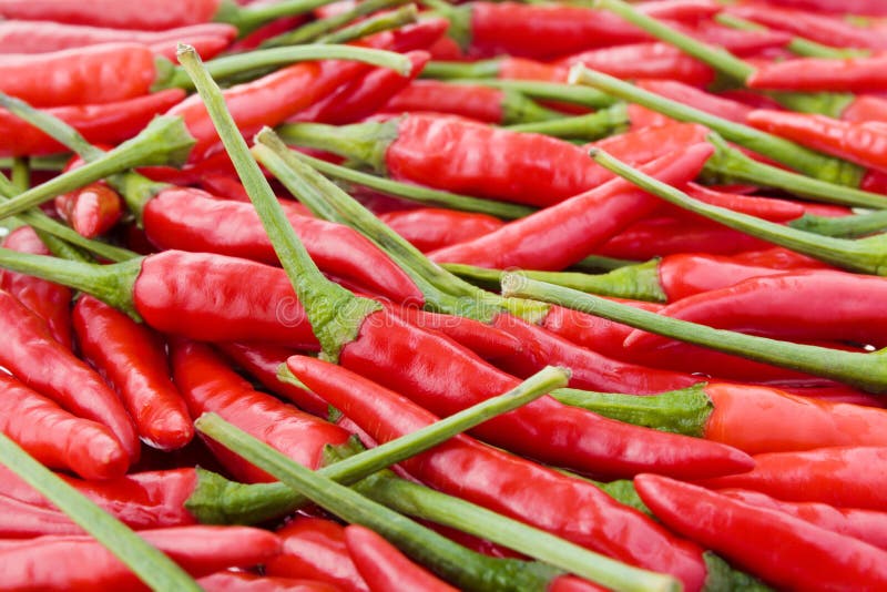 Fresh chili peppers stock photo. Image of vegetables - 21351386