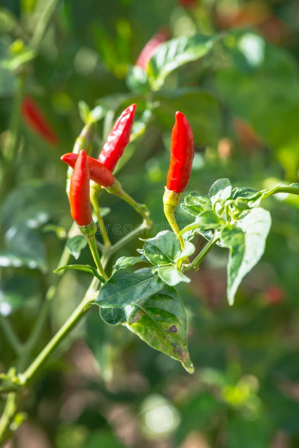 Fresh chili on plant stock photo. Image of freshness - 178976576