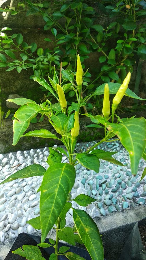 Fresh Chili Tree with Green Leaf Stock Image - Image of branch, green ...