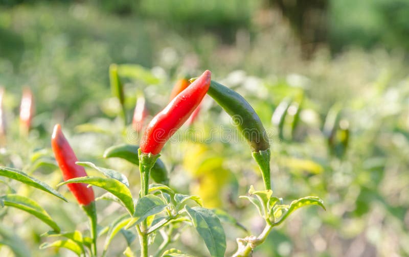Fresh Chili Tree In Vegetable Garden. Stock Photo - Image of chili ...