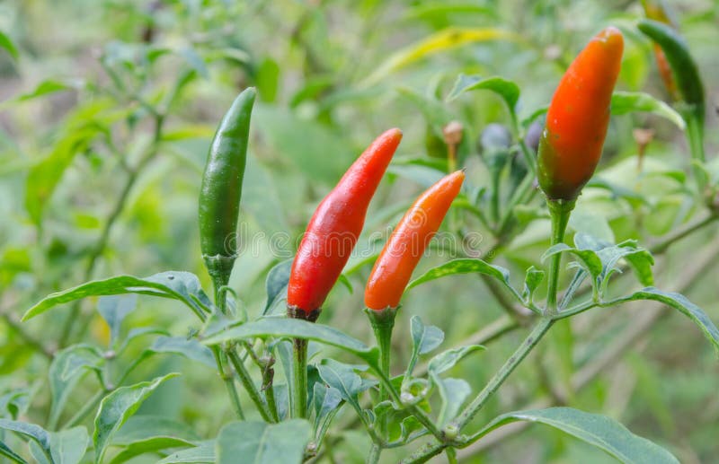 Fresh Chili Tree in Vegetable Garden Stock Photo - Image of nature ...