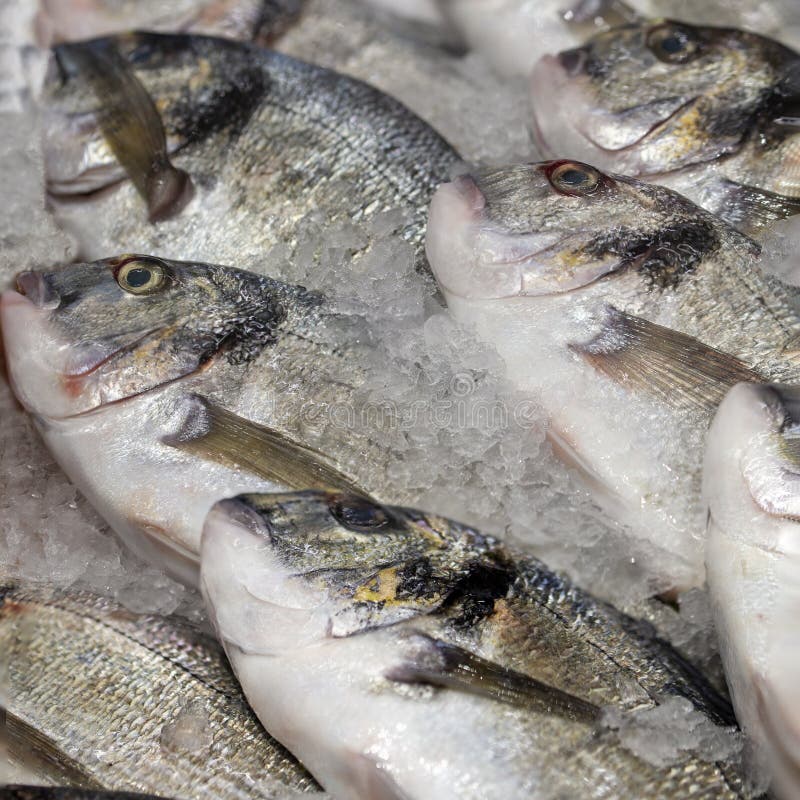 Fresh Chilled Mackerel at Seafood Supermarket Stall. Aquaculture ...