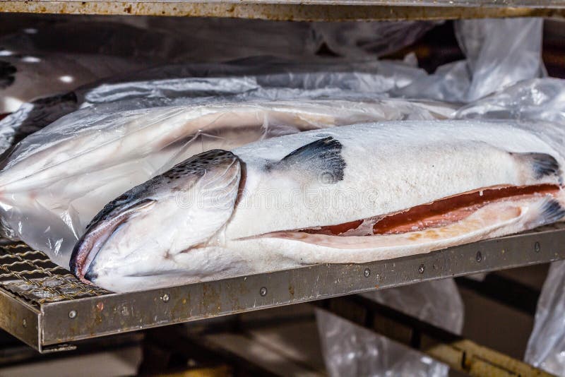 Fresh Chilled Fish Brought To Production for Processing and Packaging ...