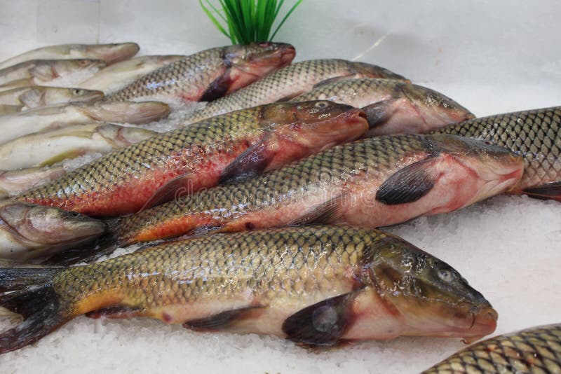 Fresh Chilled Fish Catch on Display in the Store Stock Image - Image of ...