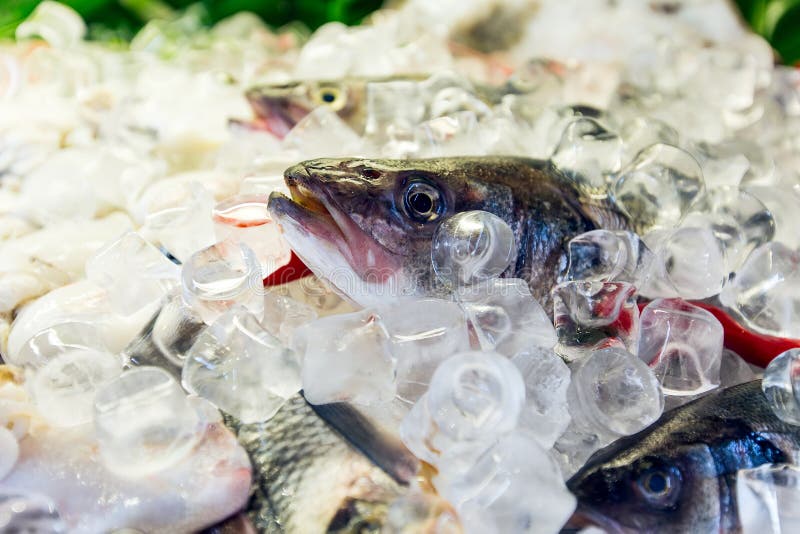 Fresh chilled fish stock image. Image of protein, cooking - 183408015