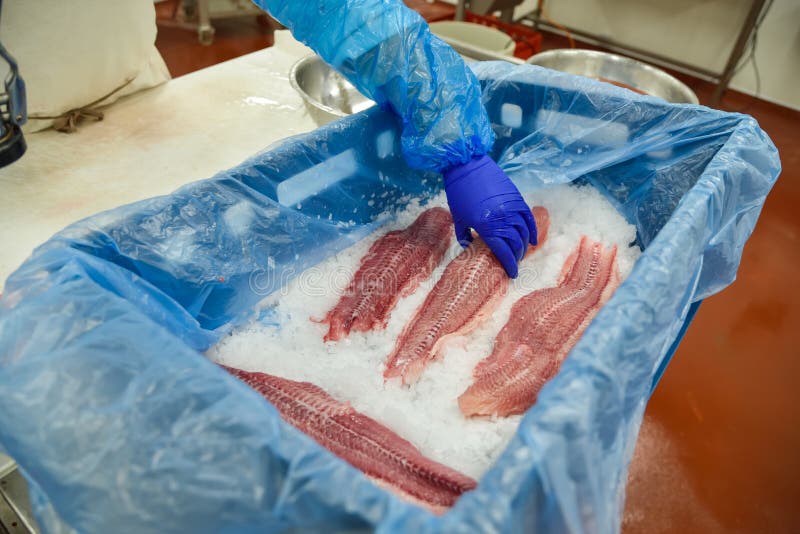 Fresh Chilled Fish Fillets Lies on Ice Stock Photo - Image of meat ...