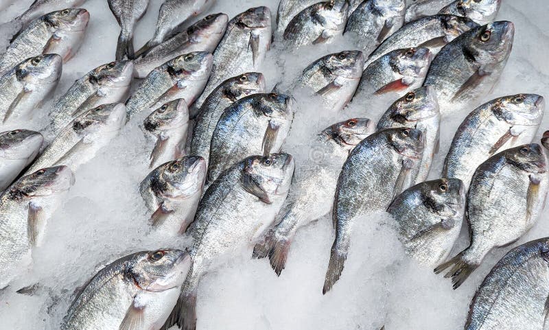 Fresh Chilled Fish among Ice in a Supermarket Stock Image - Image of ...